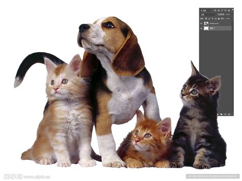 宠物猫狗素材设计图psd分层素材psd分层素材设计图库昵图网
