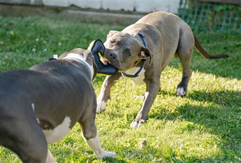 American Bully Vs Pitbull My Bully Shop