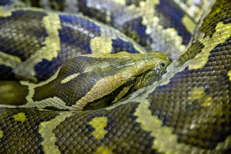 Indian Python Latin Python Molurus In Striped Coloring Rolled Up Into A Ball Stock Image