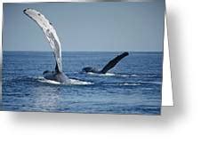 Humpback Whale Pectoral Slap Maui Photograph by Flip Nicklin - Pixels