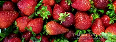 Carlsbad Strawberry Farm Tagsthoughts