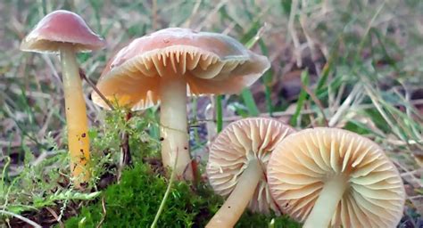 Mushrooms With Unusual Colors Parrot Toadstool Or Parrot Waxcap Gliophorus Psittacinus