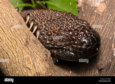 Rio Fuerte Beaded Lizard Heloderma Exasperatum From Sonora Mexico