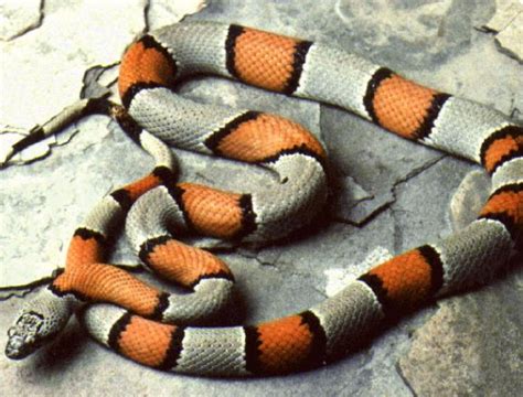 Серая королевская змея | www.zoo-ekzo.ru - Экзотические животные