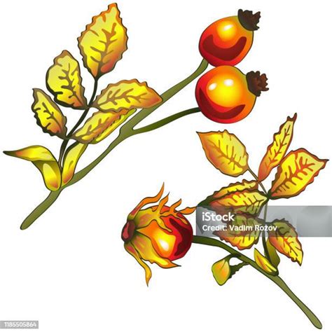 벡터 가을 노란색 장미 엉덩이 잎입니다 잎 식물 원 꽃 단풍 격리된 그림 요소입니다 0명에 대한 스톡 벡터 아트 및 기타 이미지 0명 가을 개체 그룹 Istock