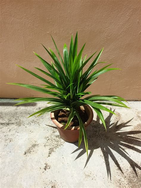 Pandan Leaf Plant Furniture And Home Living Gardening Plants And Seeds
