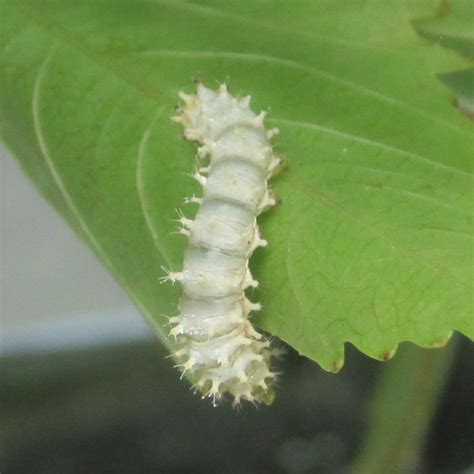 Eri Silk Moth