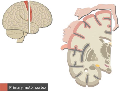 Brain Diagram Motor Cortex