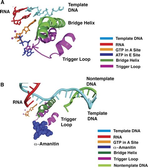 Structural Basis Of Transcription Role Of The Trigger Loop In Substrate Specificity And