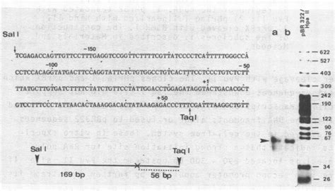 Nucleotide Sequence Of The Initiation Region Of Mouse Rdna And Si