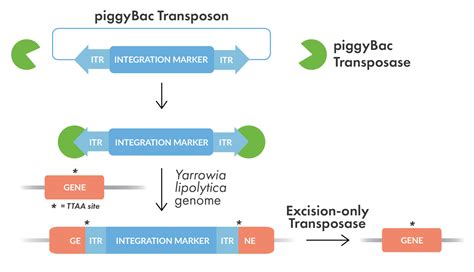 Piggybac Transposase In Non Conventional Yeasts Demeetra Agbio