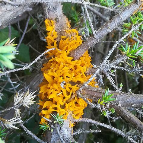 Rust On Juniper Rust On Juniper Download Scientific Diagram