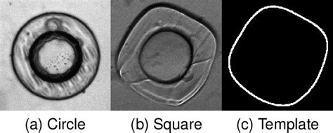 figure 1 from detection and segmentation of shape coded particles via