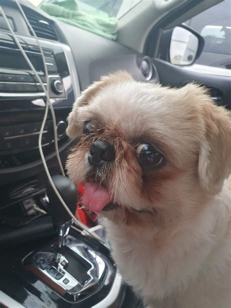 He Loves Car Rides Scrolller