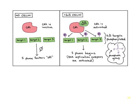 Cell Cycle Its Regulation And Checkpoints Ppt