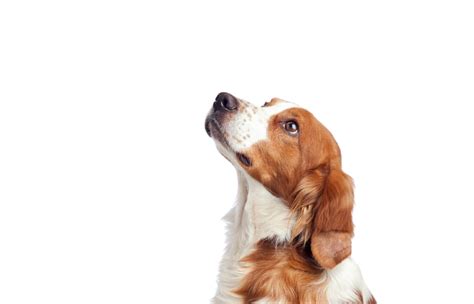 Update 10oct24 Rabies Testing Unit Maintenance August 2024 Biobest