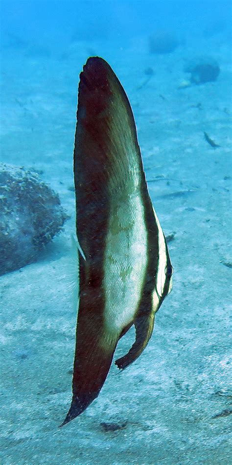 Batfish Orbiculate Adult