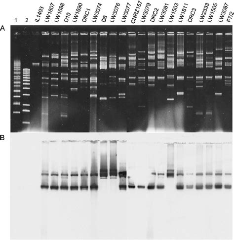 A Plasmid Profile Of Cit þ Lactococcus Lactis Strains Lane 1 Download Scientific Diagram
