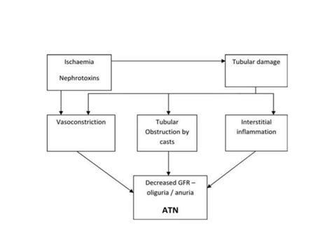 Acute Tubular Necrosis Pptx