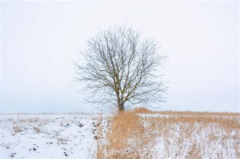 Premium Photo Photo Of One Tree Without Leaves On The Field Covered By Snow In The Winter