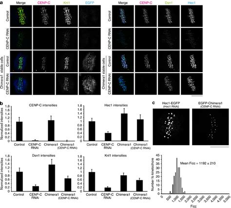Cenp T1455 Recruits A Kmn Network Independent Of Cenp C A Download Scientific Diagram