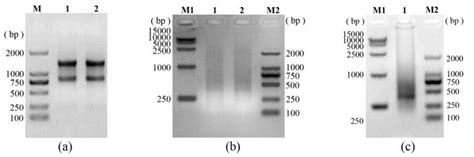 Isolation Of Cassava Total Rna And Synthesis Of Purified Ds Cdna A Download Scientific