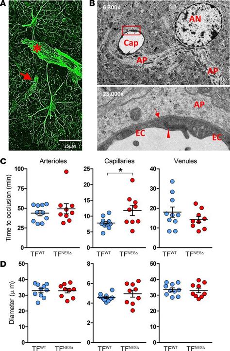 Jci Insight Protective And Detrimental Effects Of Neuroectodermal Cell Derived Tissue Factor