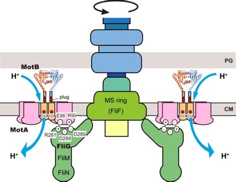 Biomolecules Free Full Text Structure And Function Of The Bi