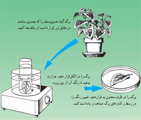 متابولیسم؛ فتوسنتز و تنفس آینده نگاران مغز