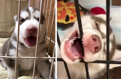 반려생활 집사의 강아지 환상 깬 허스키`실눈 뜨고 입 벌리고 잤댕`