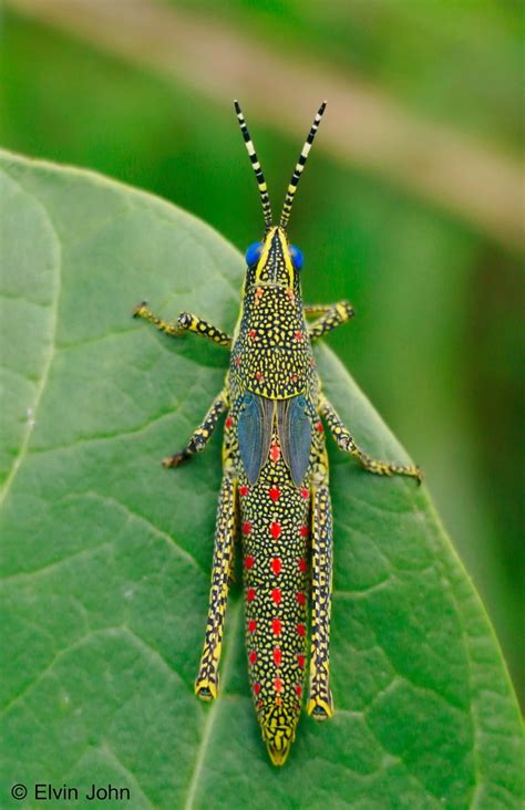 Colorful Grasshopper Artofit Colorful Grasshopper Artofit