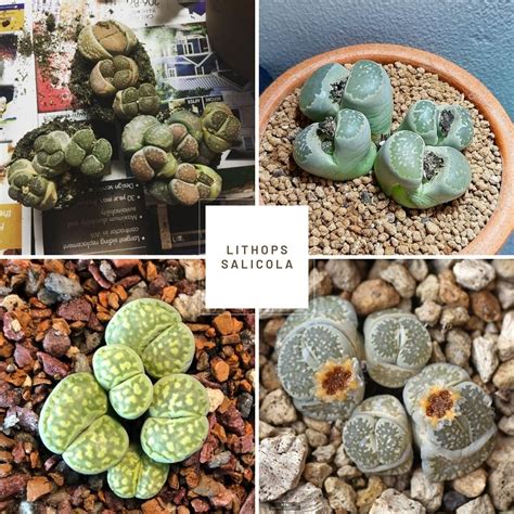 My Complete Lithops Identification Guide