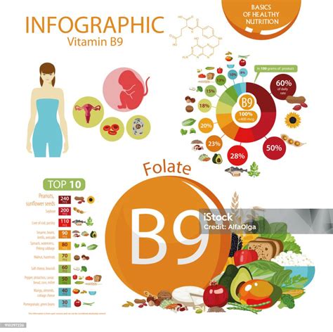 비타민 B9 엽산에 대한 스톡 벡터 아트 및 기타 이미지 엽산 건강관리와 의술 건강한 식생활 Istock