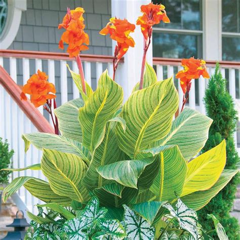 Tropicana Canna Lily Care