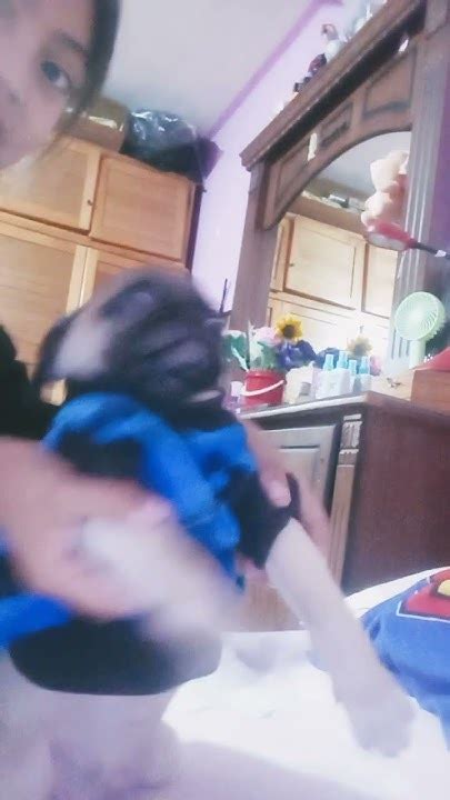 El Perrito Asterick Youtube