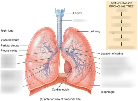 Lab 15 Lung Branching Tree Diagram Quizlet