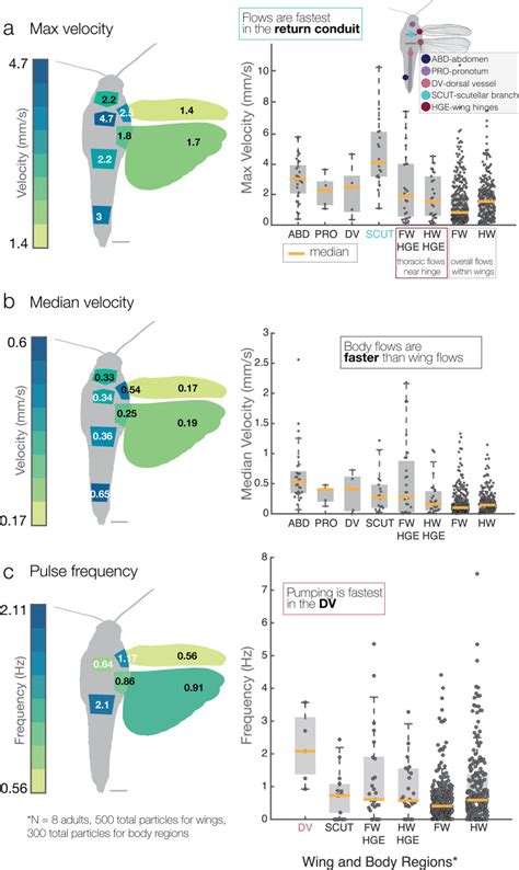 Complex Hemolymph Circulation Patterns In Grasshopper Wings Pmc