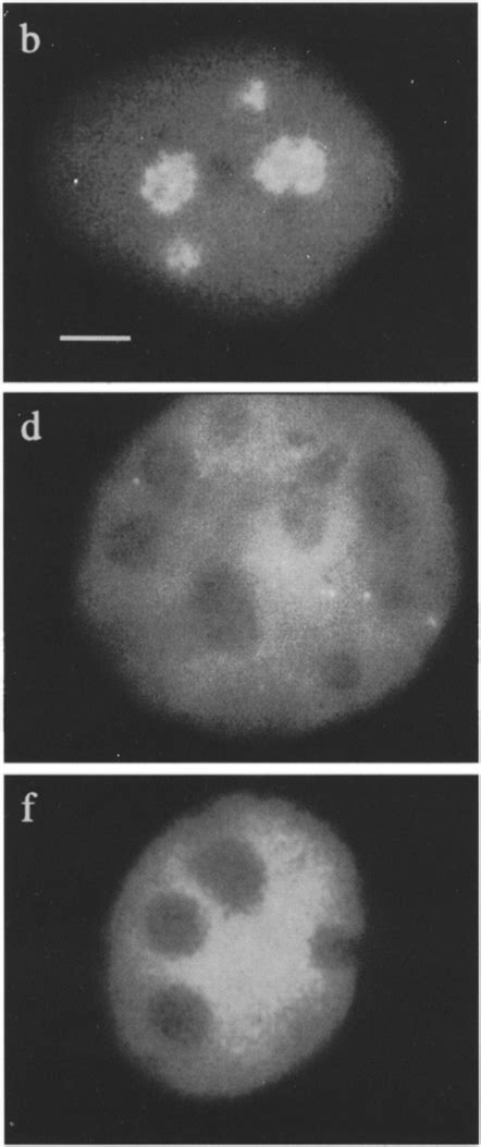 Nucleolar Localization Of Mrp Rna Requires The To Antigen Binding Site Download Scientific