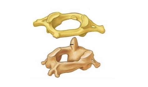 Vertebrae Flashcards Quizlet