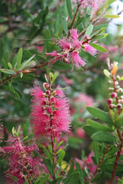 Callistemon Candy Burst™ Dig Plant Company