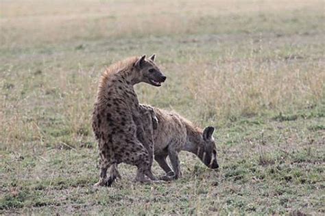 Hyena Sex Fail Gallerylarge