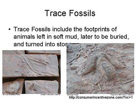 Historical Geology Fossils How Do Fossils Form What