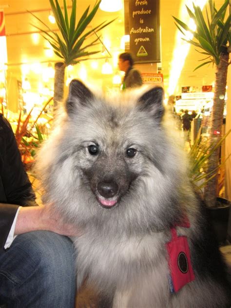 no point stories about me: Kyoot dog!!!