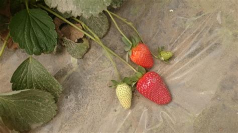 strawberry detection object detection dataset by image processing