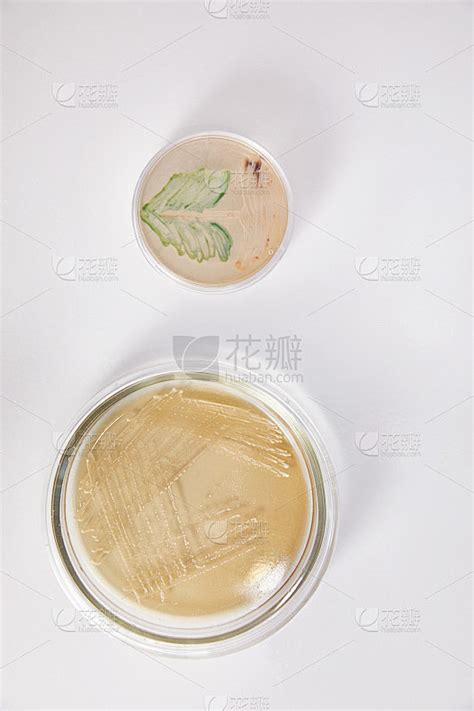 微生物实验室。装有各种细菌样本的培养皿