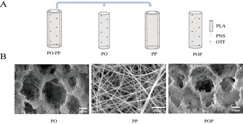 Scaffold Characteristics A Structural Diagrams Of Po Pp And Pop