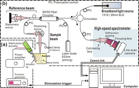 Shear Modulus Imaging By Direct Visualization Of Propagating Shear Waves With Phase Sensitive