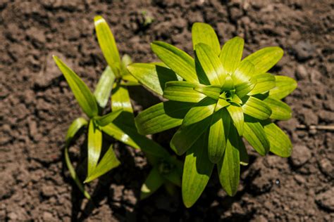 릴리의 탄생입니다 야외에서 복사 공간 풍부한 검은 토양에서 성장 하는 작물 식물 새싹 지상에서 성장 한다 재배 토지 닫습니다 젊은 꽃의 배경입니다 생활의 시작 0명에 대한