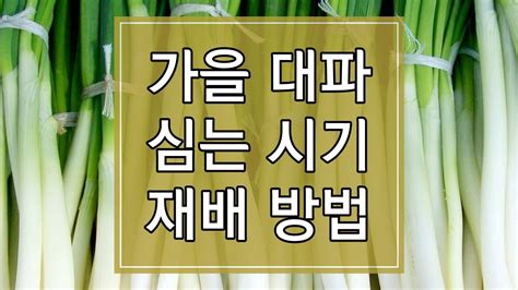 2023년 가을 대파 심는 시기 및 재배방법 알아보기 Youtube