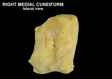 Cuneiforms Medial Intermediate Lateral Clinical Anatomy